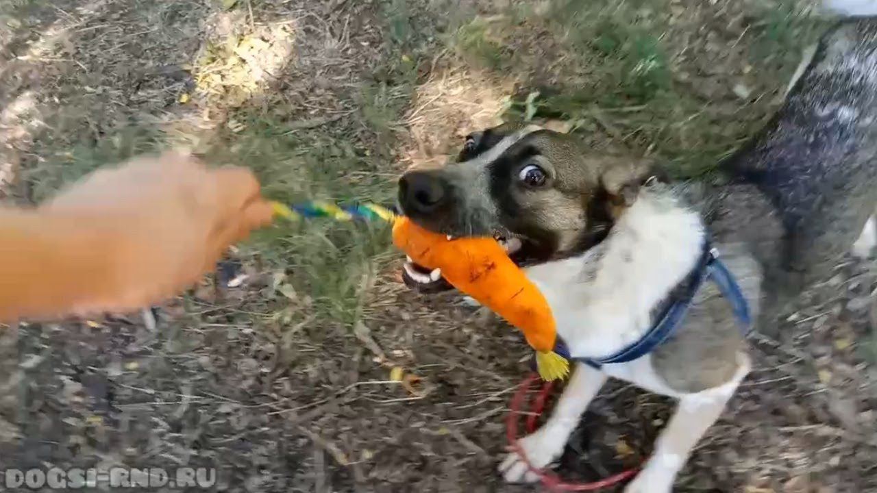 Лучшая прогулка с Коррой!