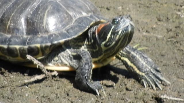 Биосфера. Красноухая черепаха. Пик лета. Везёлка обмелела. Жара.