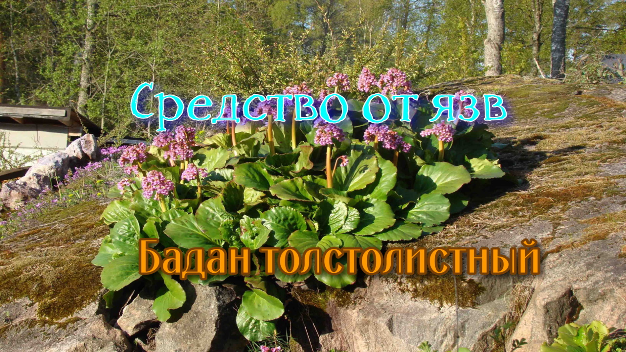 Средство от язв. Бадан толстолистный