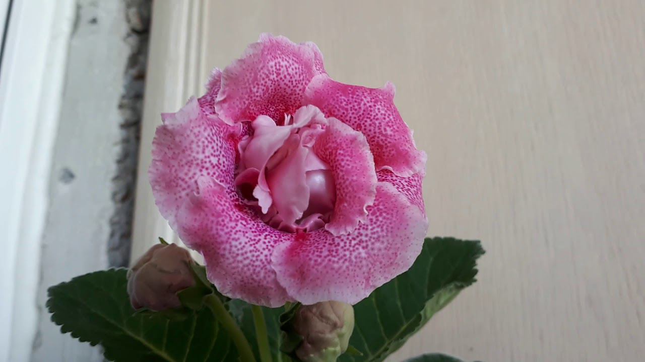 Сортовые качества глоксиний. Вопросы селекции. ZM-София