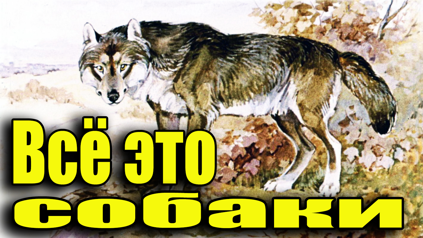 Это всё собаки.mp4