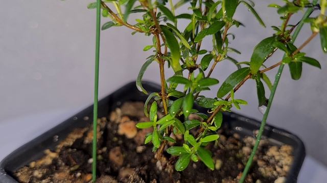 Мирт Микро 3