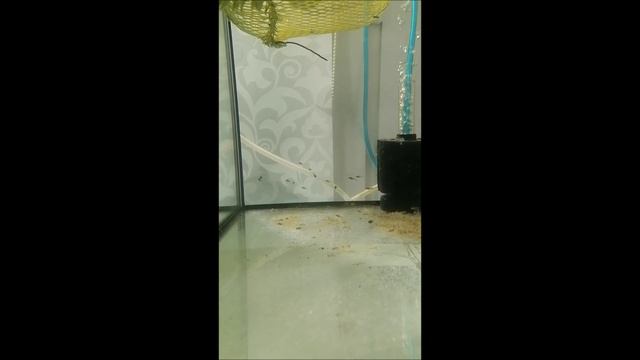 Получил малька от белых моллинезий