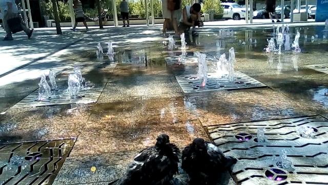 Севастополь. Влюбленные голубки спасаются от жары.