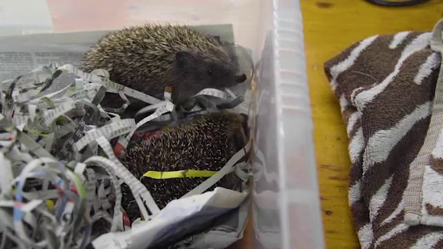 beehive5-culture-video-unit-10