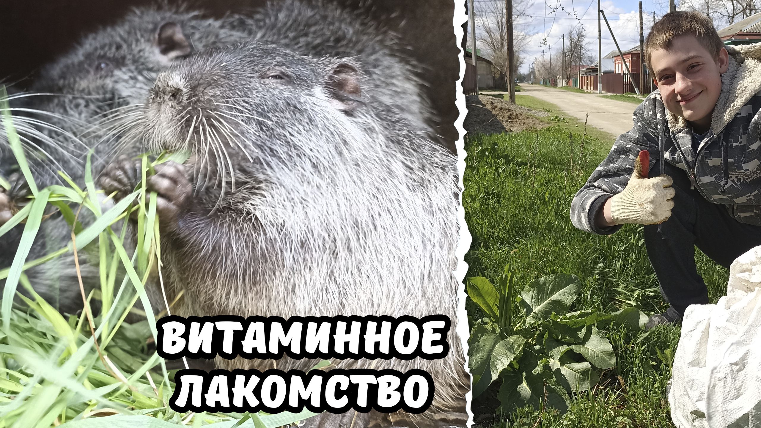 На Кубани бывает и такое..... / Весеннее лакомство для нутрий