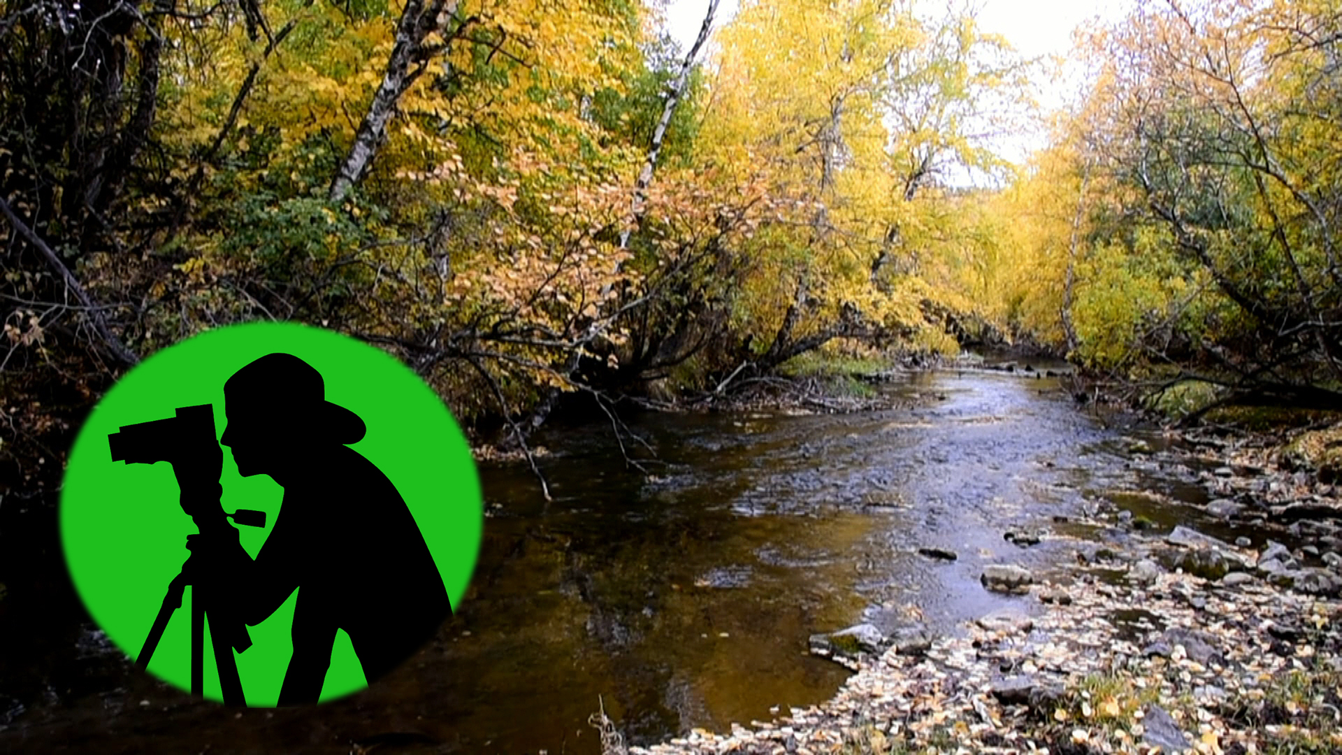 На берегу речки в золотом лесу / Расслабляющие звуки природы для крепкого сна и медитации