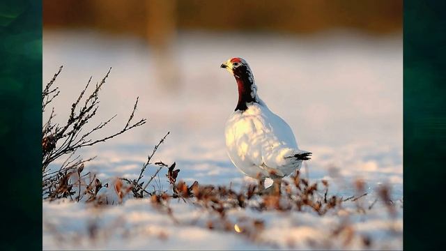 "Тундра", Окружающий мир 4 класс ч.1, с.121-124, Плаанета знаний.mp4
