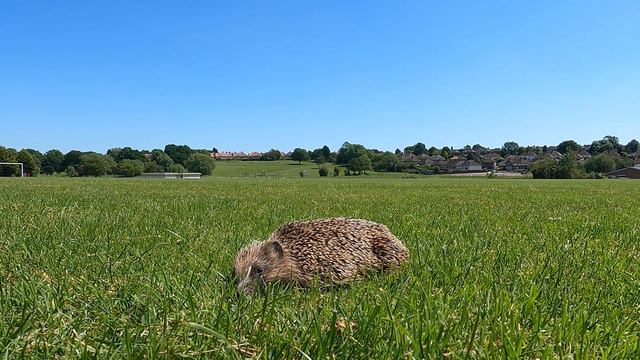 Магический Ворон Притча Мудреца 6:  о Ежике