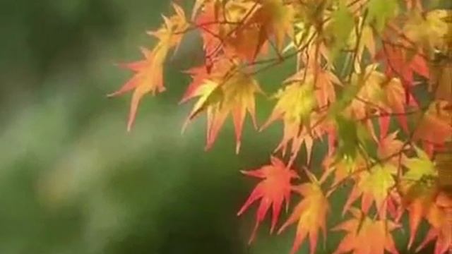 Вспоминая школу.avi.mp4