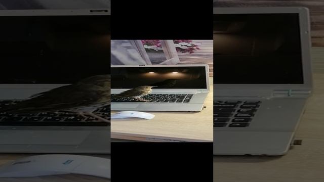 Главный хакер)