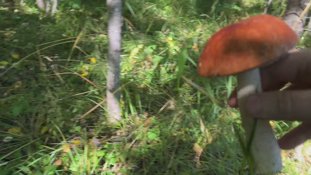 Третий выезд за грибами