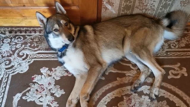 Муха не пролетит).mp4