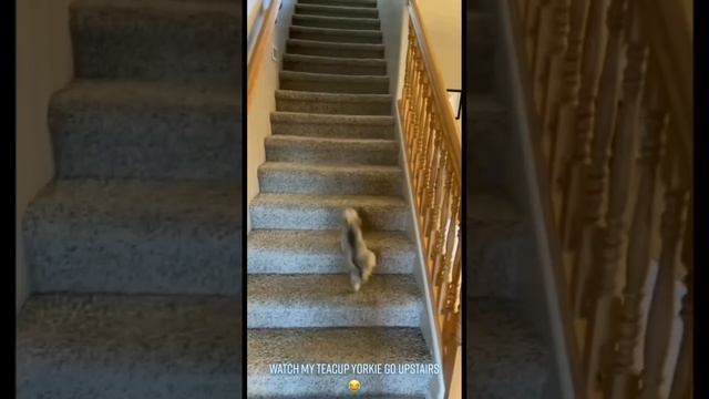 VID_20221230_123529_113.mp4