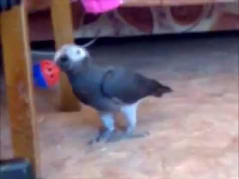Будни попугая. Бурохвостый Жако Котя играет с шариком.