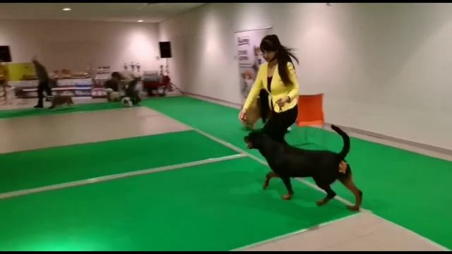 Ротвейлер Есения, хендлинг