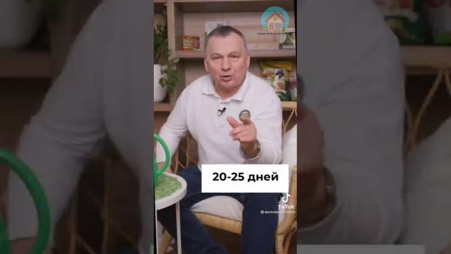 Почему иногда не всходят семена огурцов