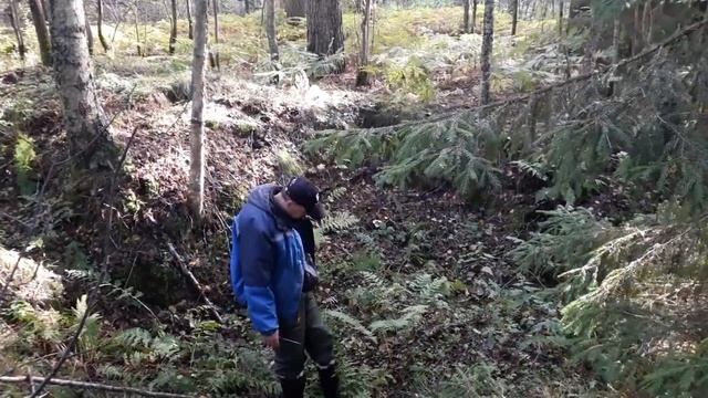 Сбор груздей и белых грибов у Дусьево под Волховым