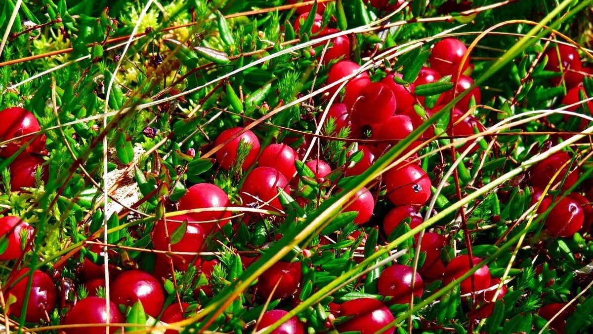 Настойка из Клюквы.MOV