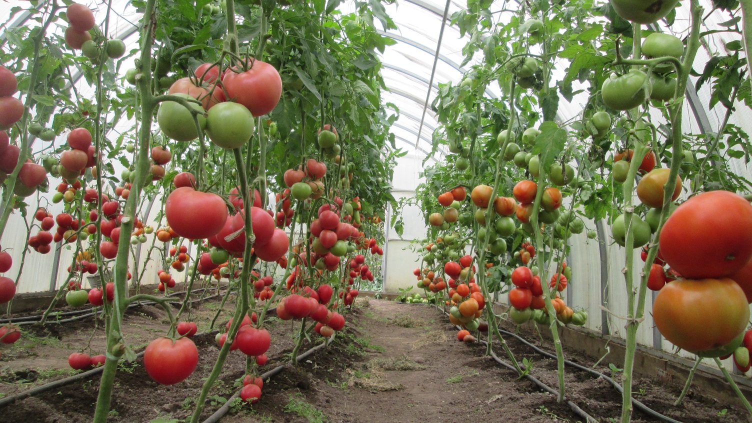 Помидоры в теплице в августе