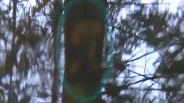 Травяная лягушка 1 Ноябрь