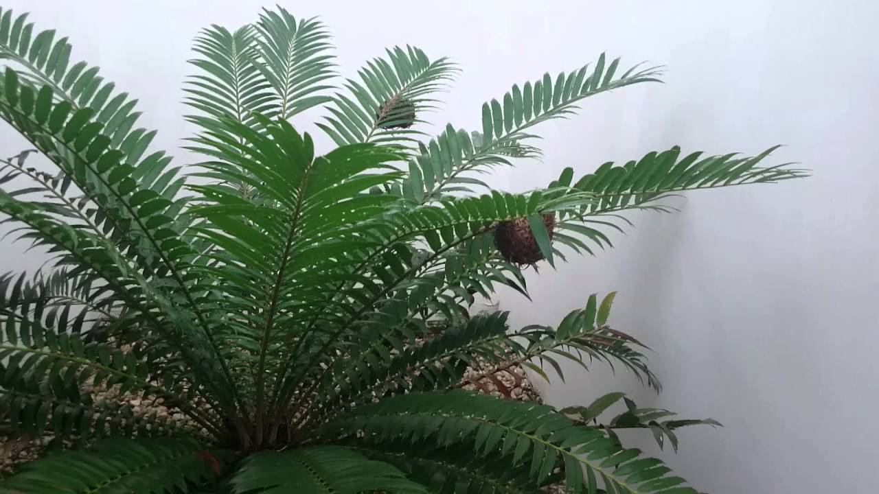 Занзибар. Отель Residens 5*