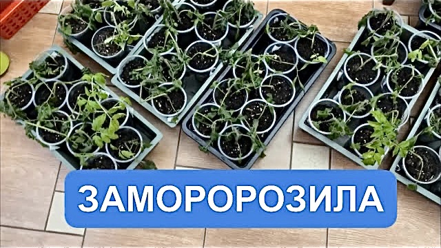 Мои томаты и сладкий перец перед высадкой. Заморозила рассаду.