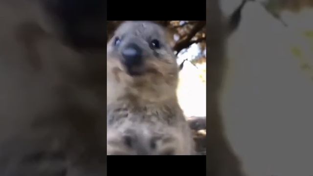 Funny animals 19#Shorts