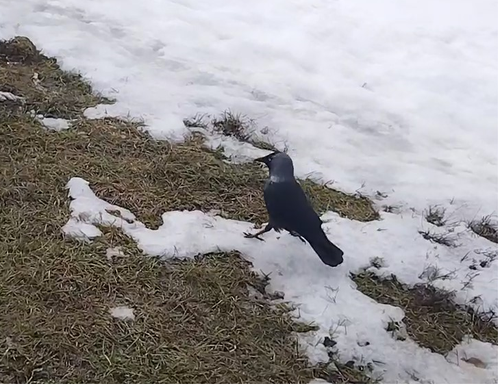 Легендарная Галка у Древнего кремля во Владимире