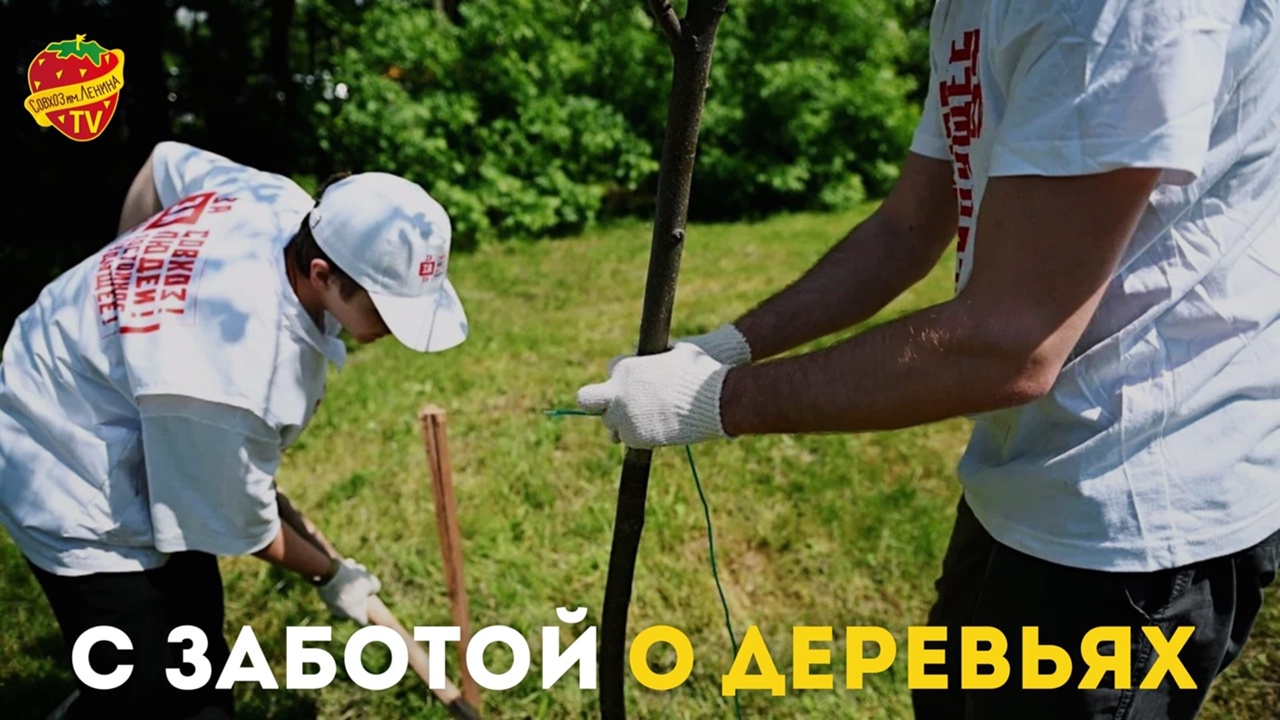 С заботой о деревьях