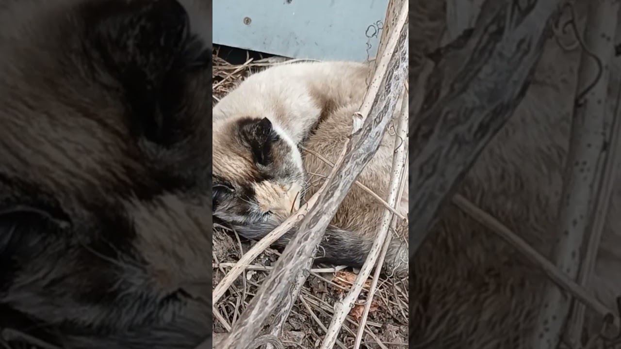 Кошка облюбовала местечко на листьях. #кошка #сон