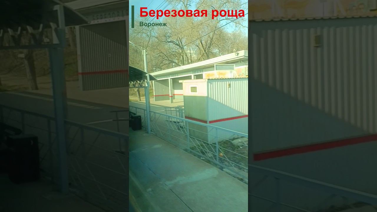 #shorts Березовая роща из окна поезда. Воронеж