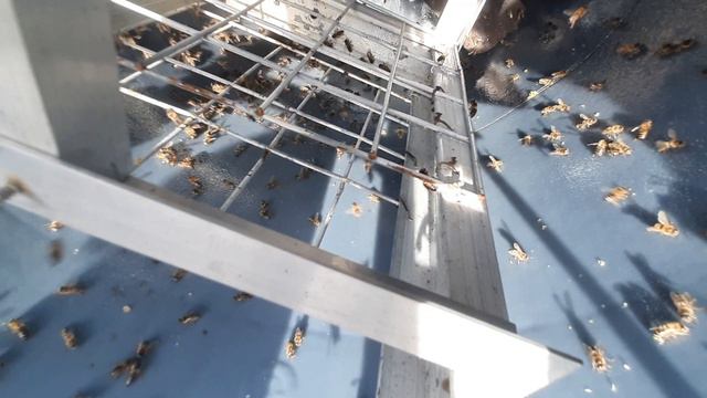 Медогонка своими руками