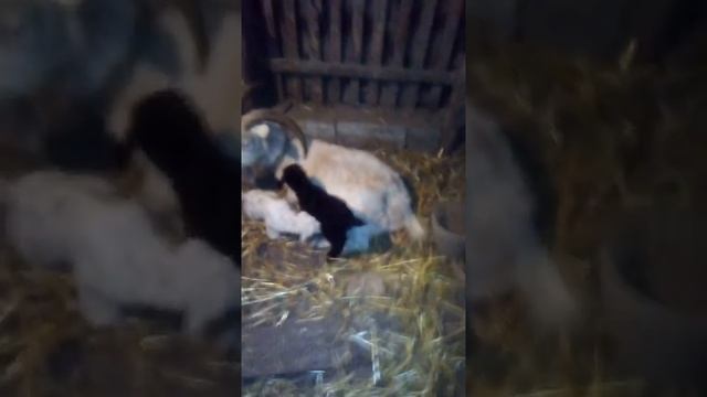 День рождения. 1.04.2020г.