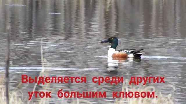 Широконоска