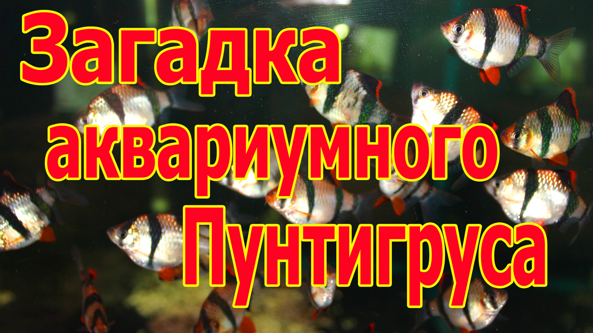 Такой загадочный и такой обычный суматранский барбус. Интересно о барбусе тетразона.