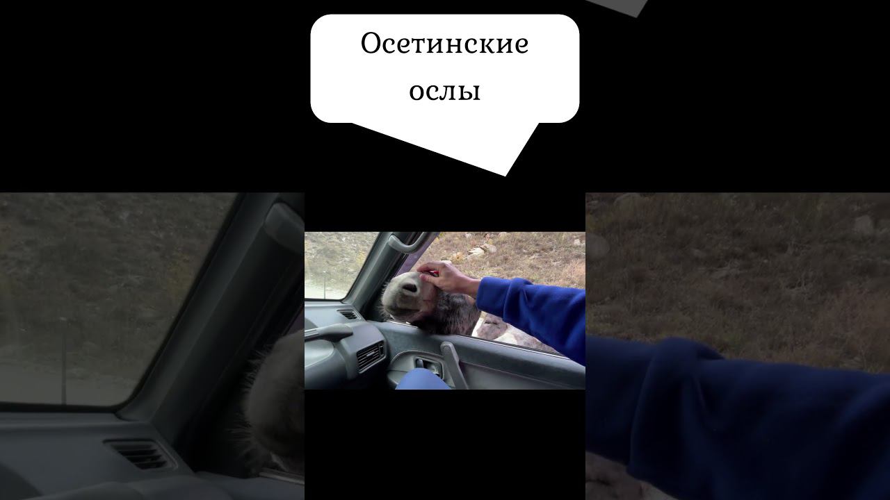 Осетинские ослы тормозят машины, требуют мзду... #shorts #short