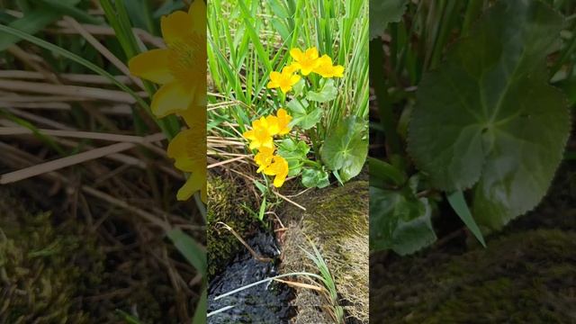 Калужница (Cáltha).