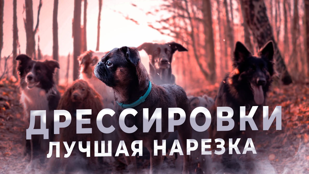 Дрессировки