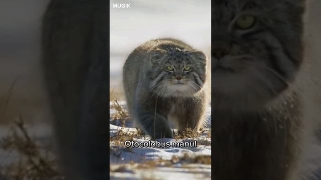 Одиночка по жизни. Знаете ли вы? Природа #38