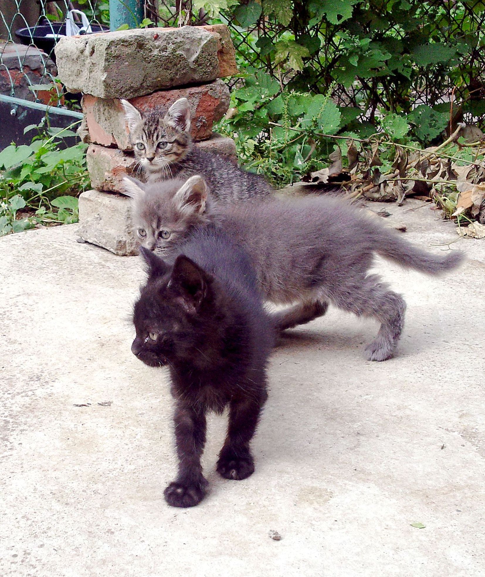 Подкидыши 2021-2022