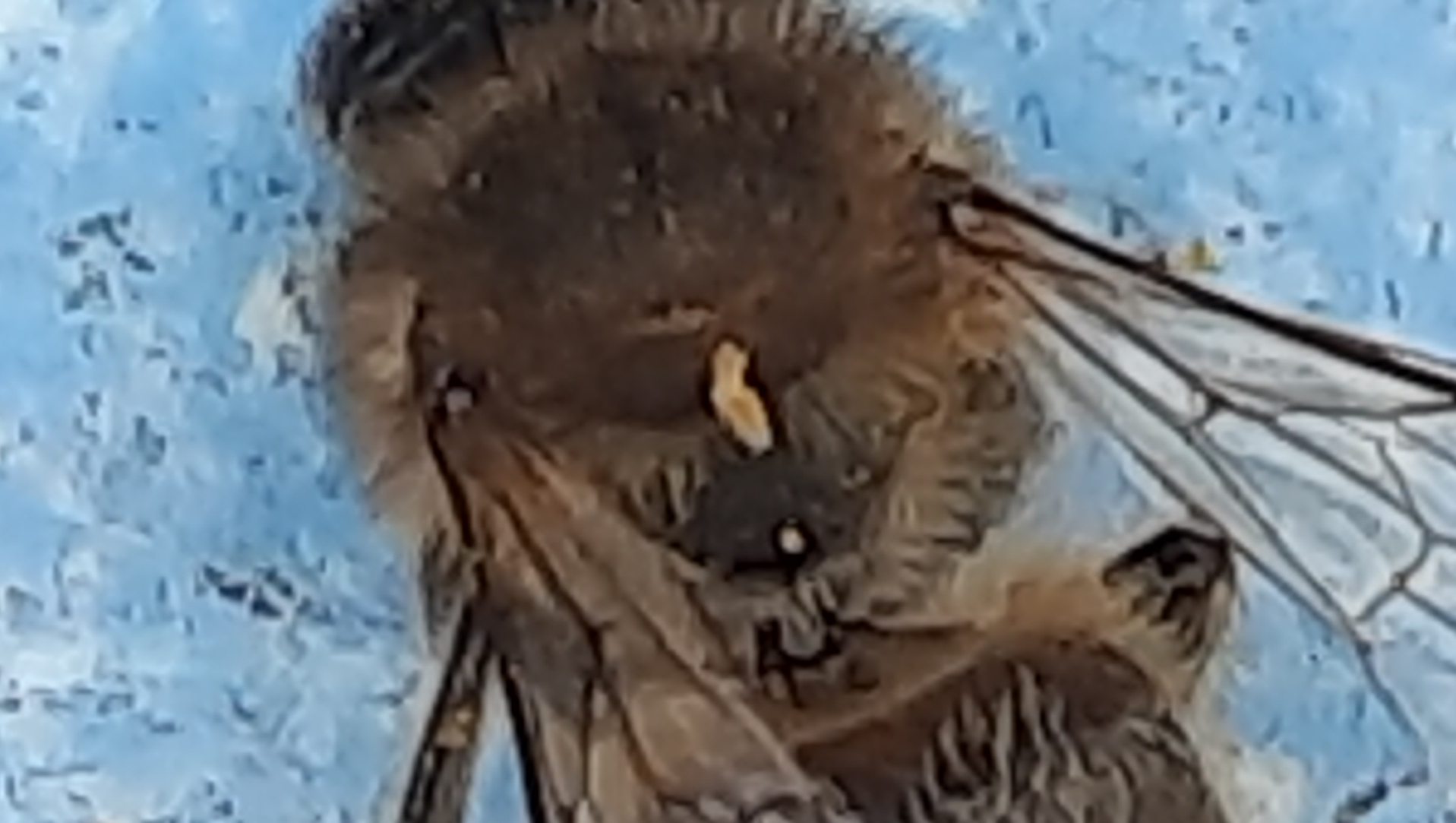 Клещи на пчелах! акарапидоз третья неделя.