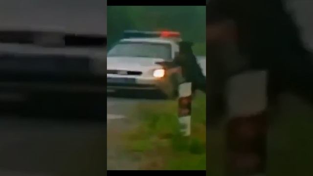 funny bears9#shorts./забавные мишки