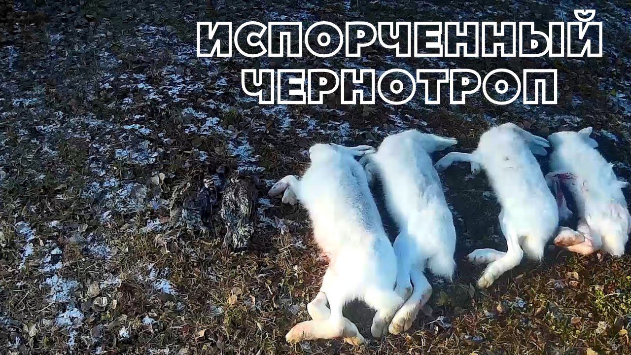 ИСПОРЧЕННЫЙ ЧЕРНОТРОП. ПОВЕЗЛО КОСЫМ!