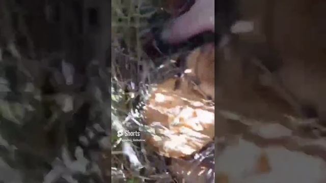 ❗РЫЖИКИ НЕ ОТПУСКАЛИ?