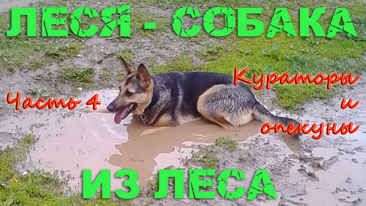 Леся - собака из леса. Часть 4: Кураторы и опекуны / Мои собаки / Кинология / Зоопсихология
