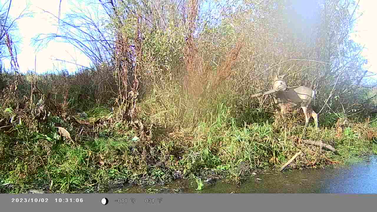 КАДРЫ С ФОТОЛОВУШКИ!!!