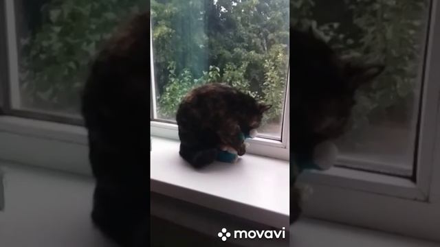 Игрунка Стелла