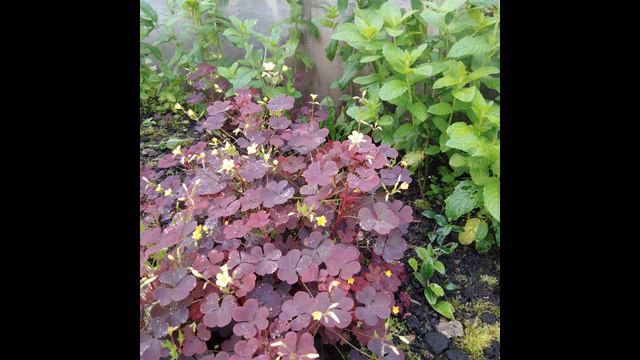 Ди Джей - Я не могу забыть