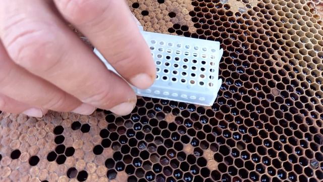 Подсадка чистопородных, репродуктивных маток